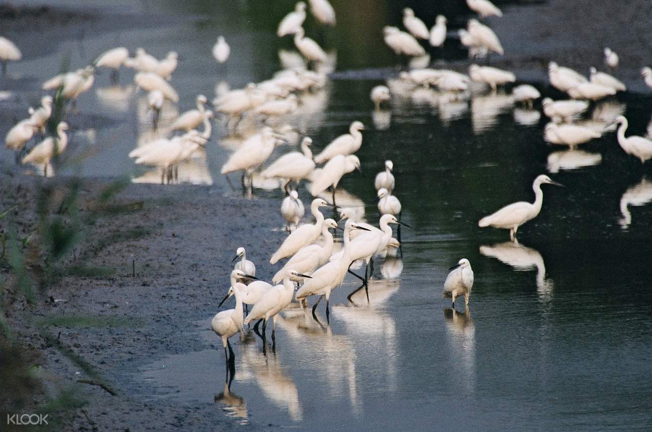 Hong Kong Mai Po Nature Reserve Eco Tour - Klook Hong Kong