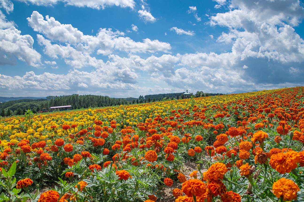 Tur Furano Flower Land & Sahoro Bear Mountain dari Sapporo - Klook ...
