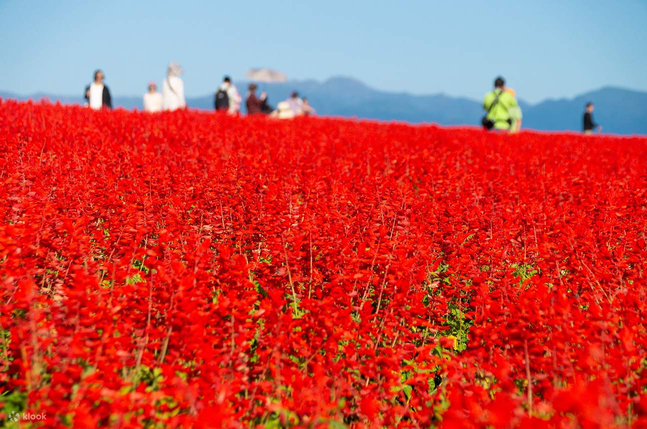 Tur Furano Flower Land & Sahoro Bear Mountain dari Sapporo - Klook ...
