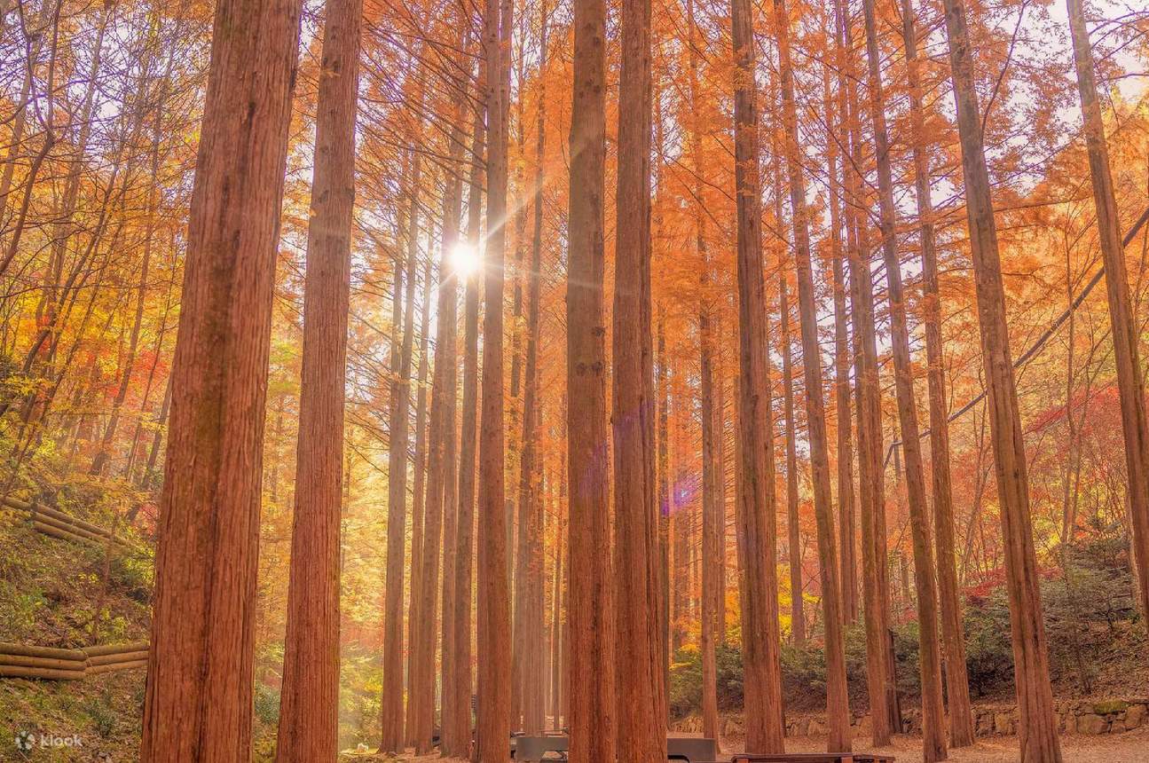 Jeonju Hanok Village & Seasonal Popular Attractions Day Tour - Klook