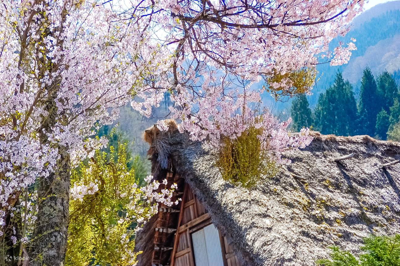 Online Booking for Shirakawa-go, Gujo Hachiman, and Hida Takayama Day Trip Tour - Klook Singapore