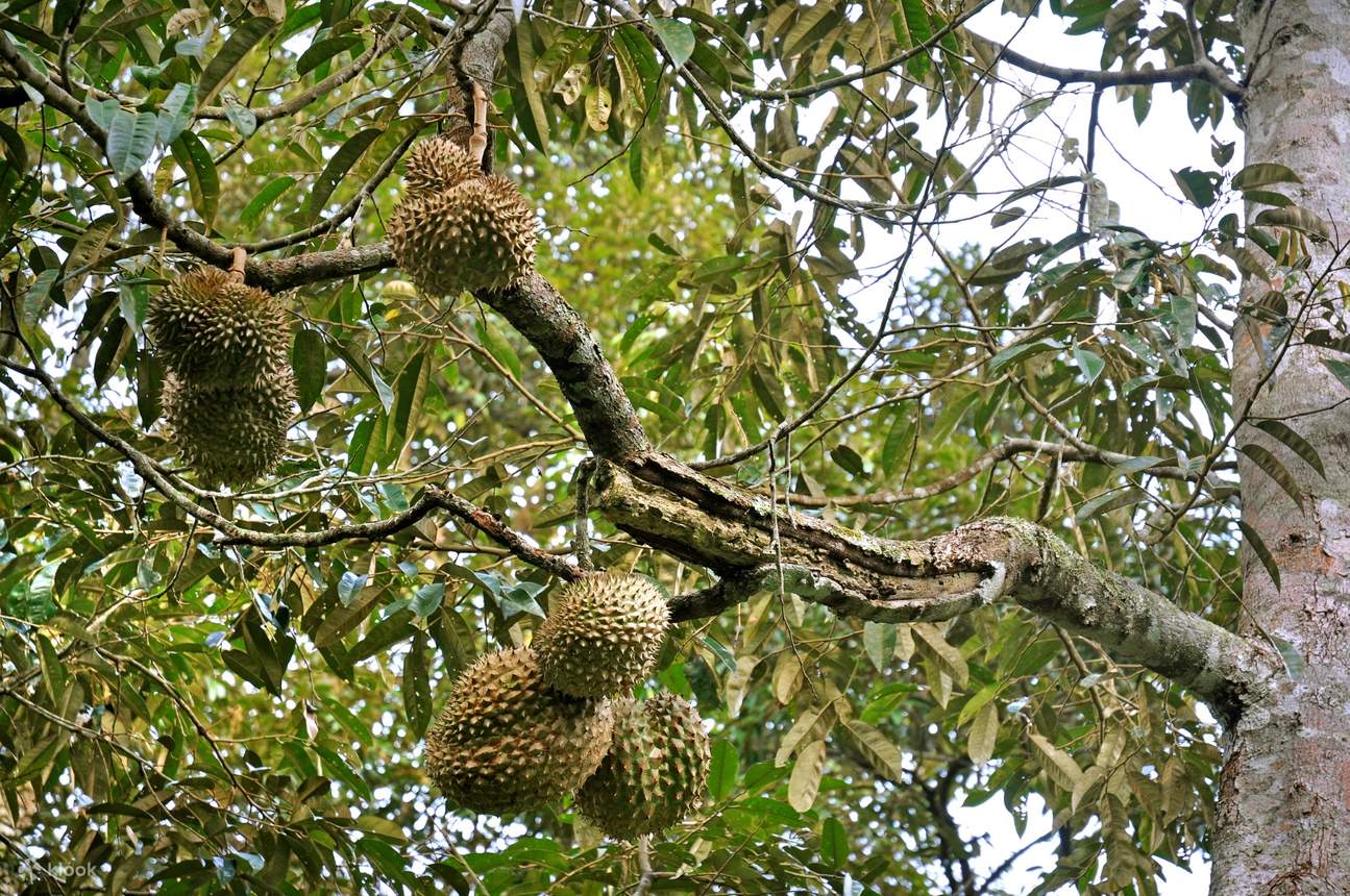 Durian Tasting Orchard Tour in Penang - Klook Indonesia