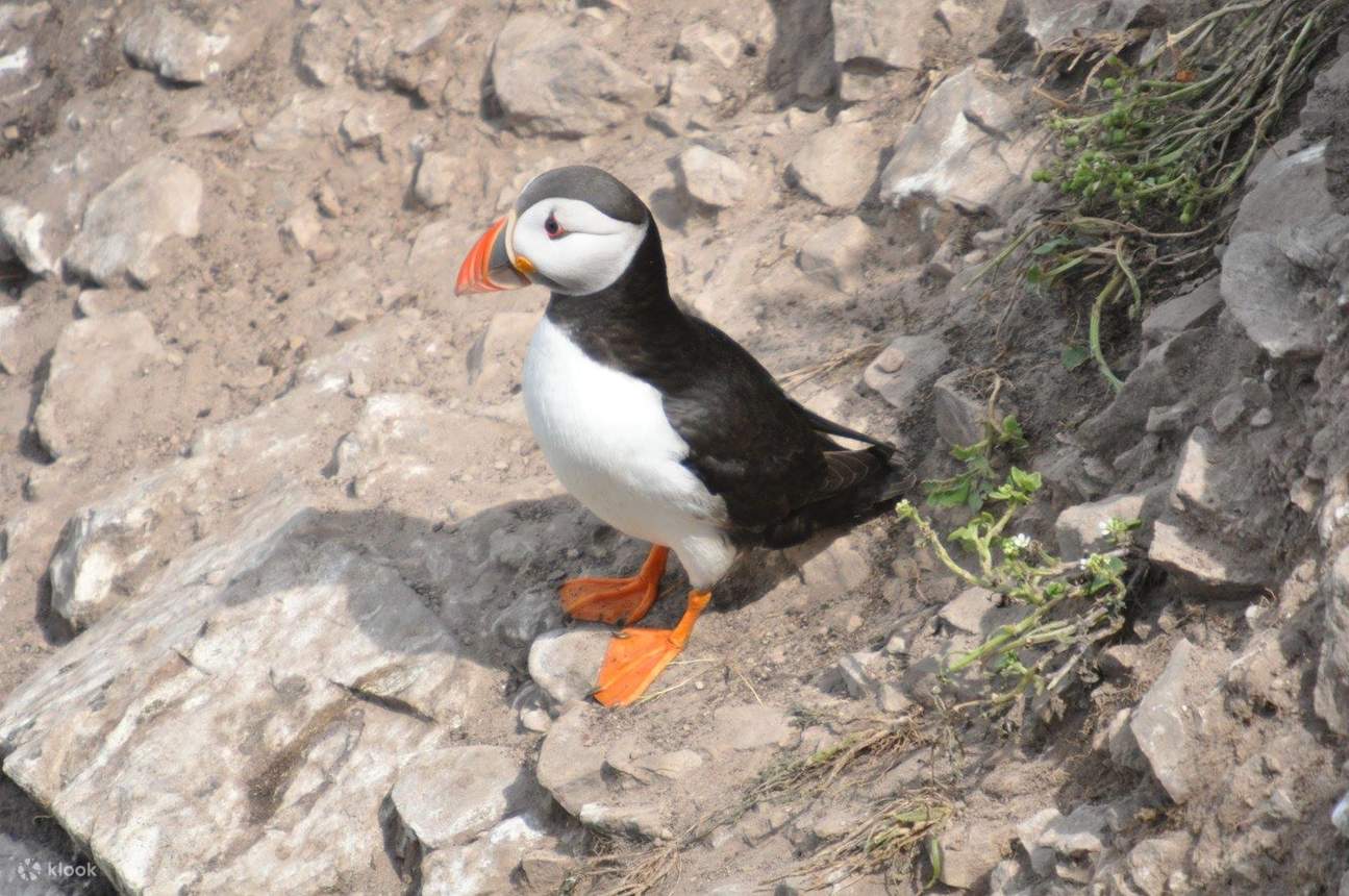 Howth Coastal Boat Tour with Ireland's Eye Ferries - Klook États-Unis