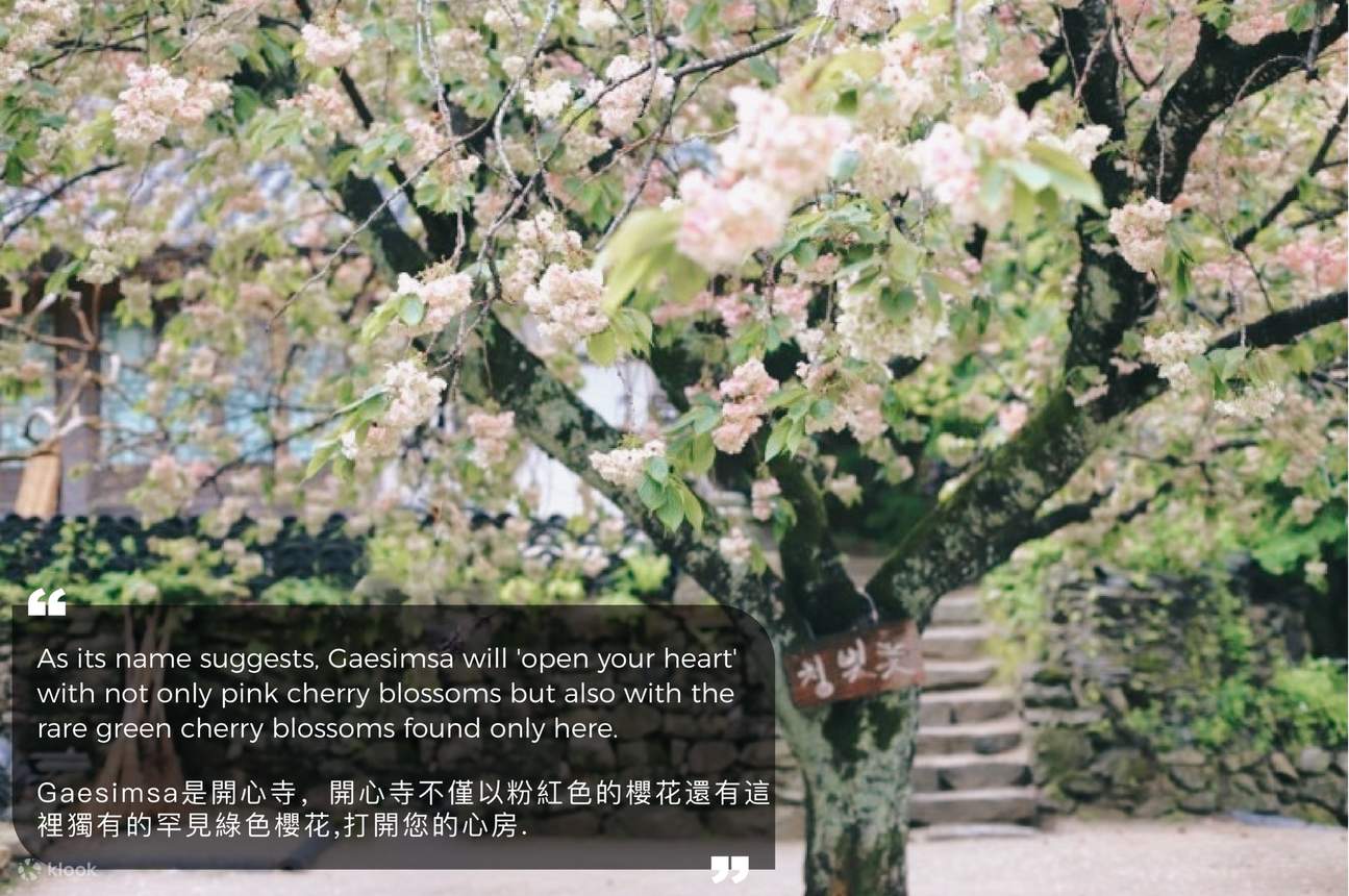 Cherry Blossom Suwon Hwaseong Fortress Tour from Seoul - Klook