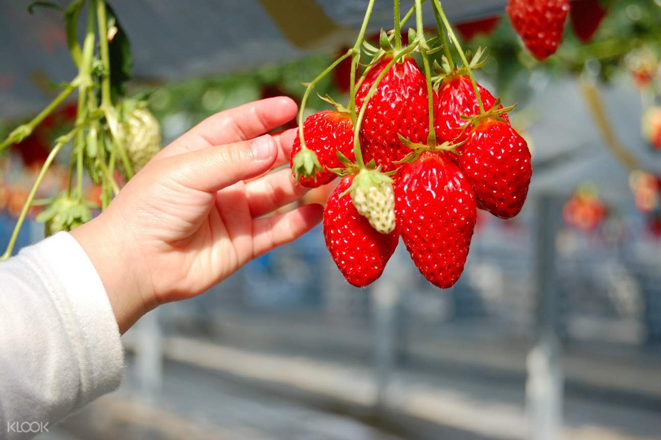 [SALE] Springtime Cherry Blossoms and Strawberry Picking Tour from ...