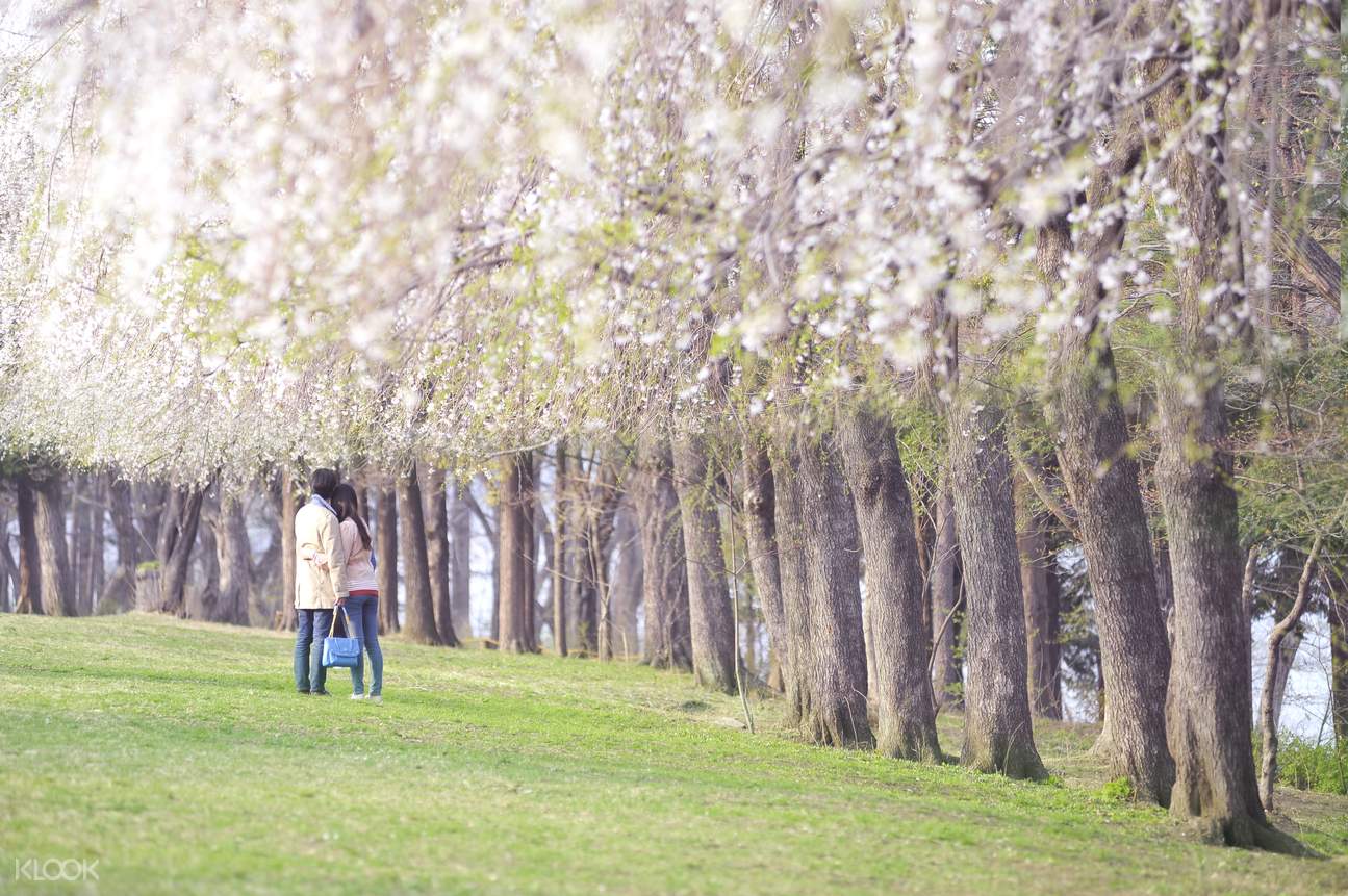 Nami Island & The Garden of Morning Calm Day Tour, Gangwon-do - Klook