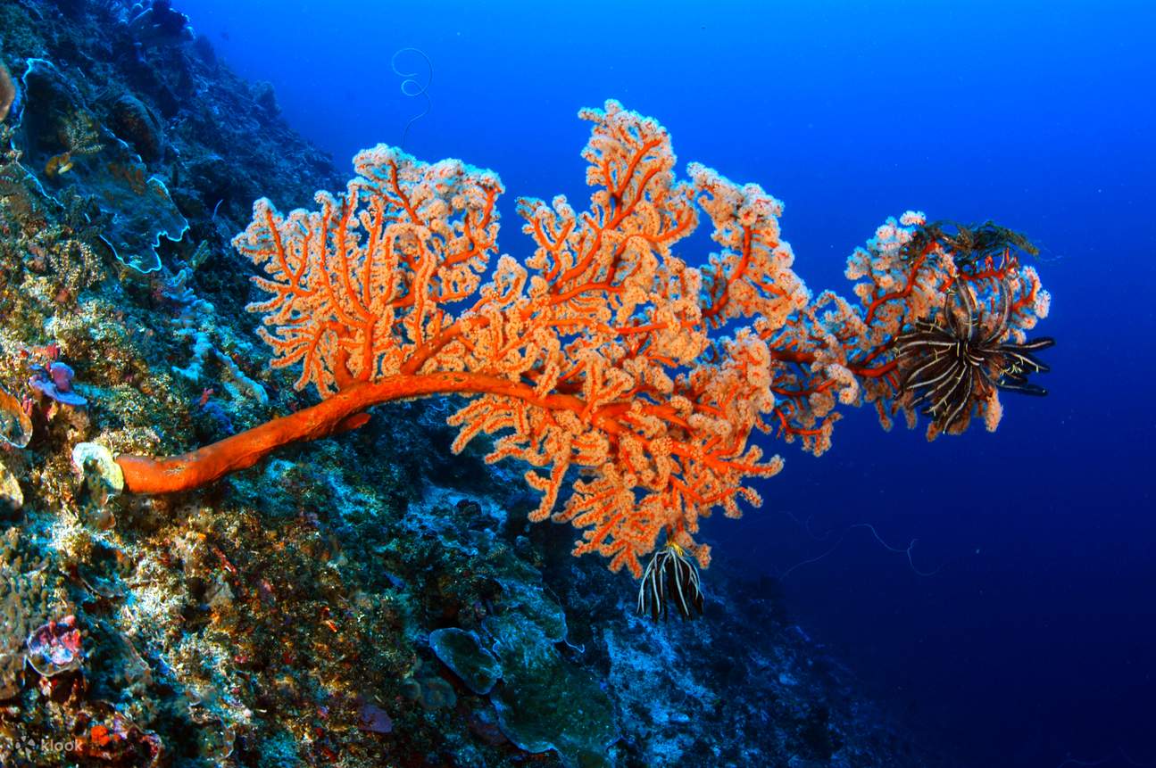 Explore the Depths: Lembongan Island - Three Fun Dives in Bali with ...