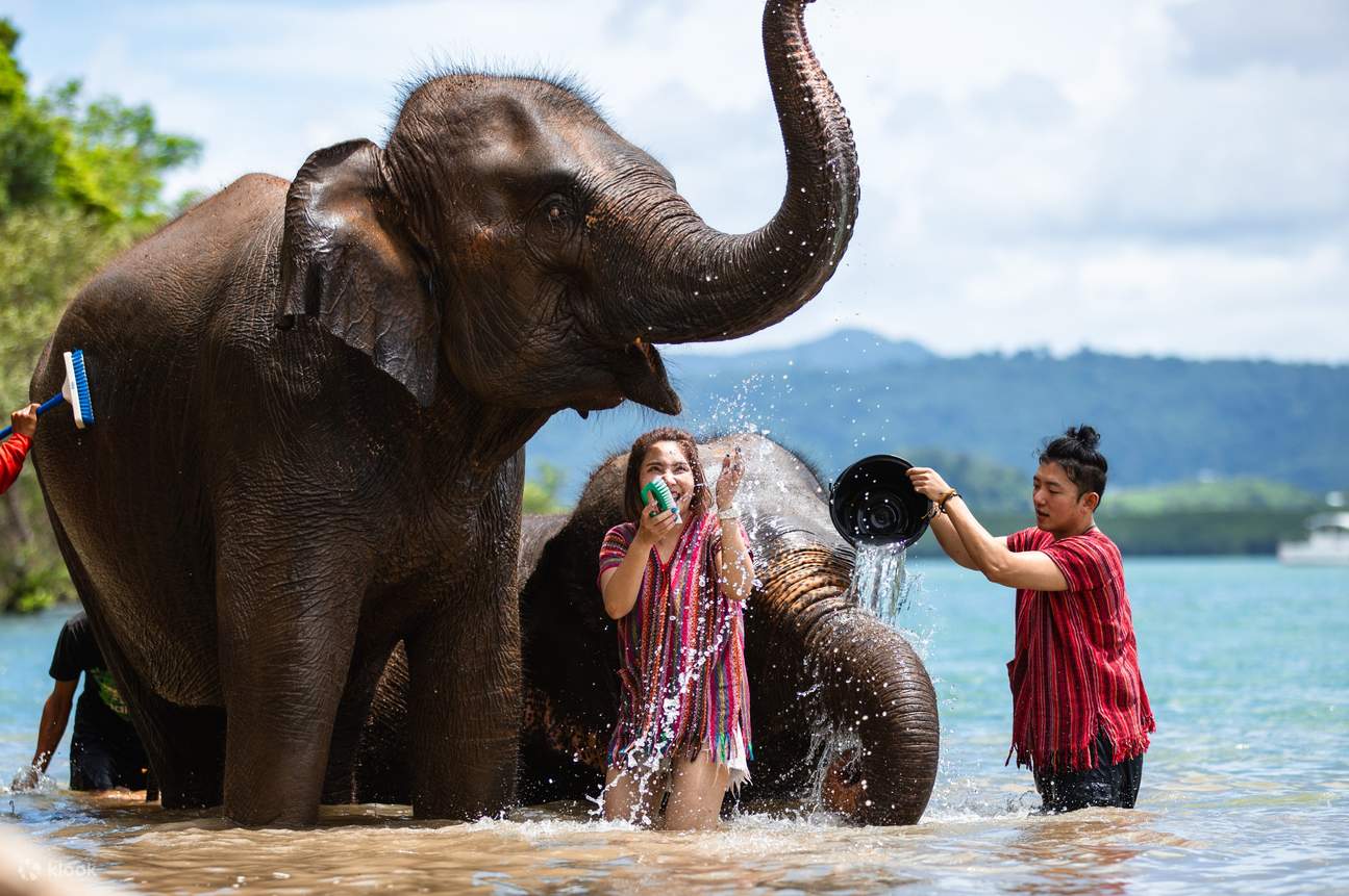 1 Day Join In Elephant Care Camp in Phuket - Klook India