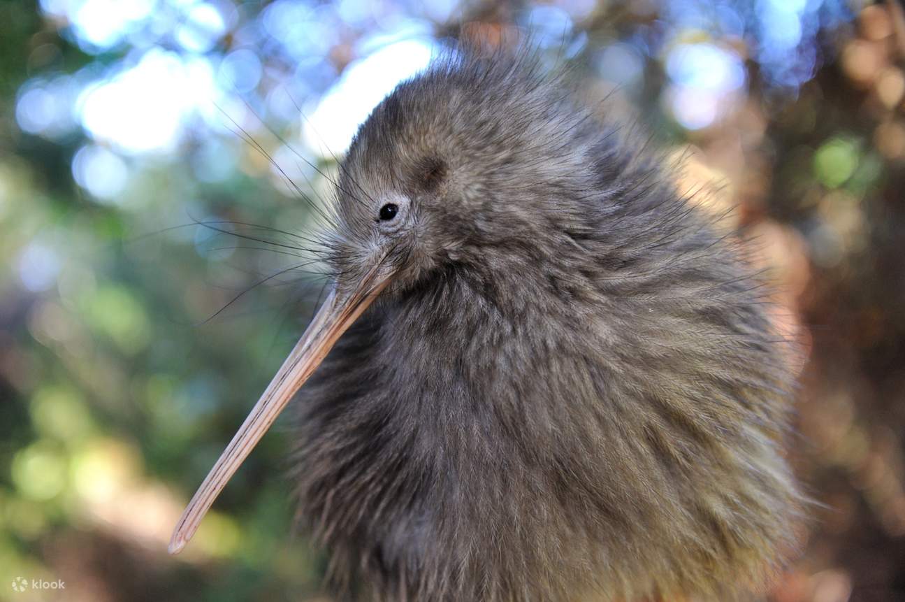 Tagestour zum geothermischen Tal Te Puia ab Auckland - Klook ...