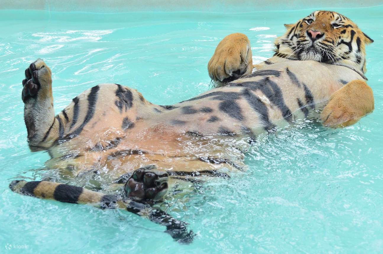 Tiger Kingdom with Transfer - Klook New Zealand