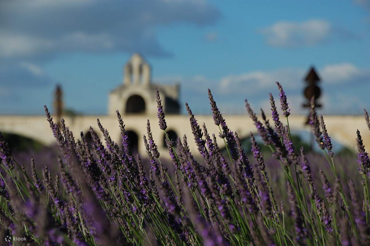 Lawatan Lavender Pagi atau Petang di Luberon dari Avignon - Klook ...