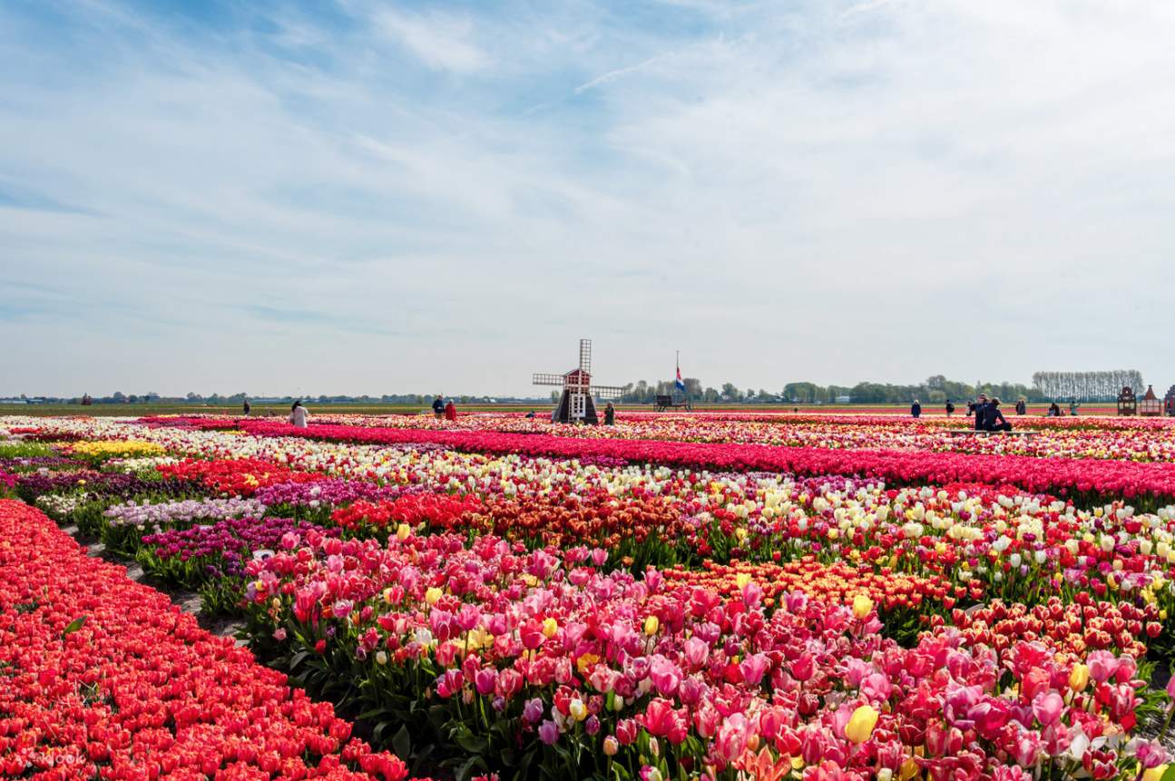 Unique Keukenhof Tour Incl. Ticket, Tulip Field, Tulip Experience ...
