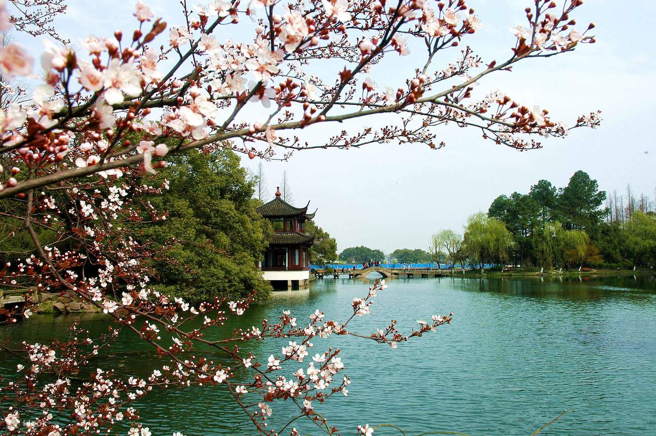 Hangzhou West Lake + West Lake Boat Ride + Lingyin Temple + Tea Brewing ...