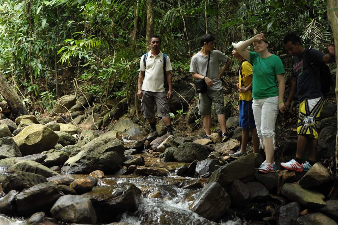 Morning Join-In Rainforest Trek in Langkawi, Malaysia - Klook Malaysia
