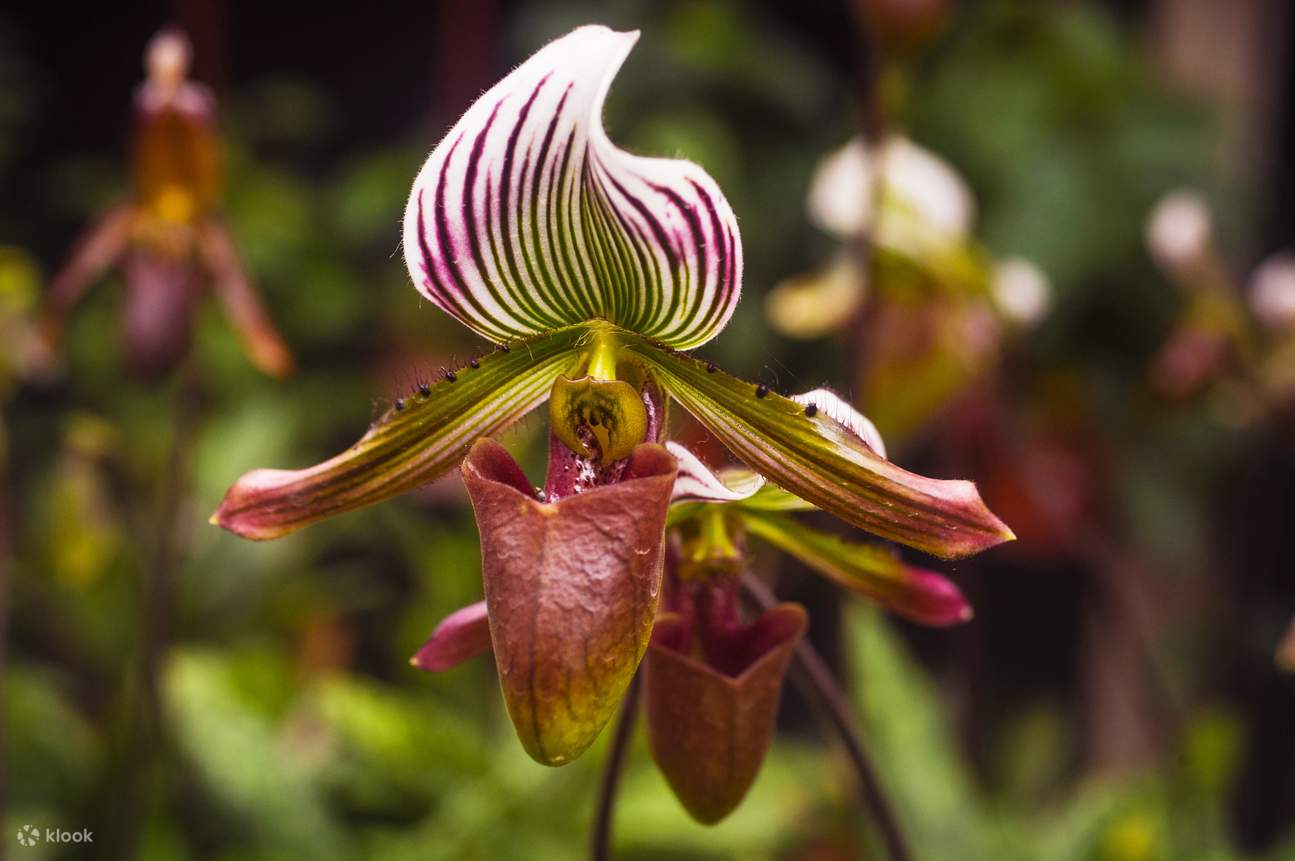 O&R Garden Admission in Cameron Highlands - Klook Malaysia