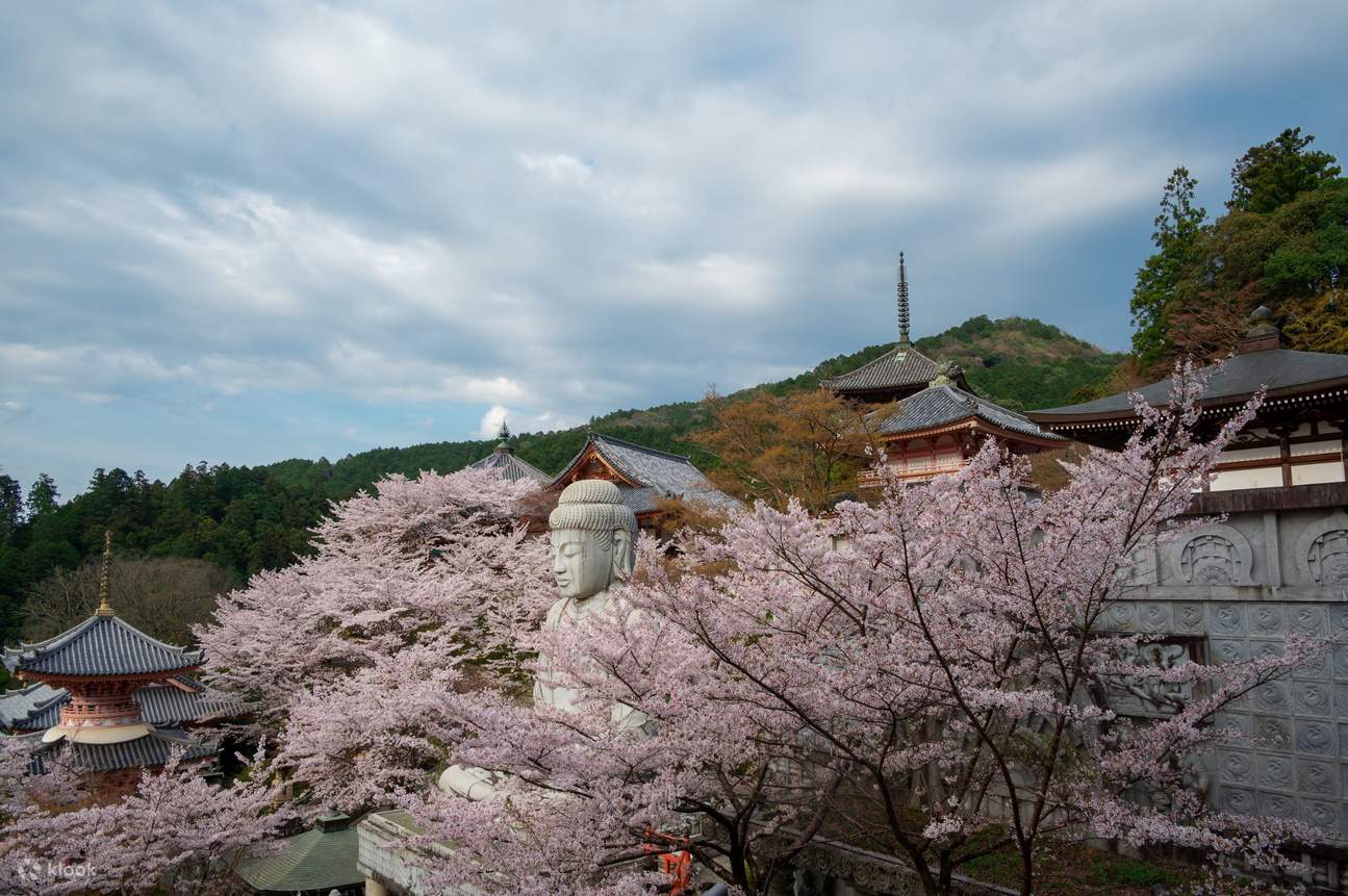 Cherry Blossom Tour From Osaka: Nara Park, Tsubosakadera & Matabei ...