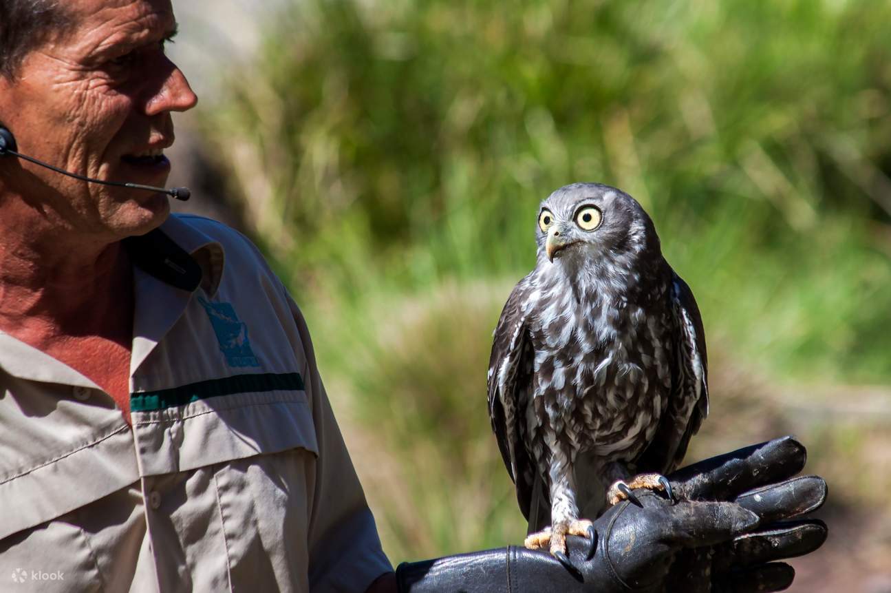 Healesville Sanctuary and Puffing Billy Scenic Tour from Melbourne ...
