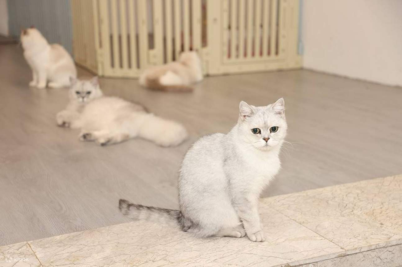 Shangyin + SPA Center | Near Shanghai Railway Station - Klook Singapore