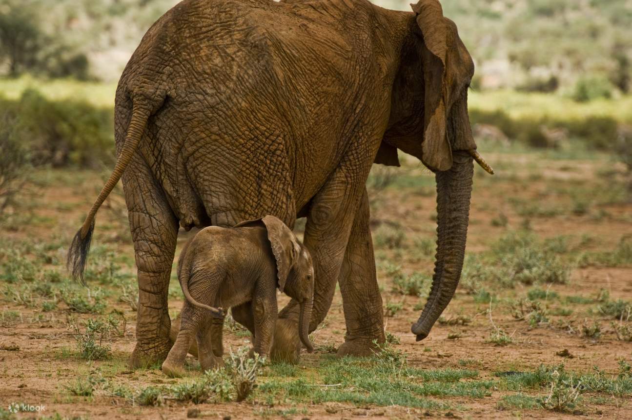 Experience the Magic of Masai Mara, Lake Nakuru, and Lake Naivasha on a ...