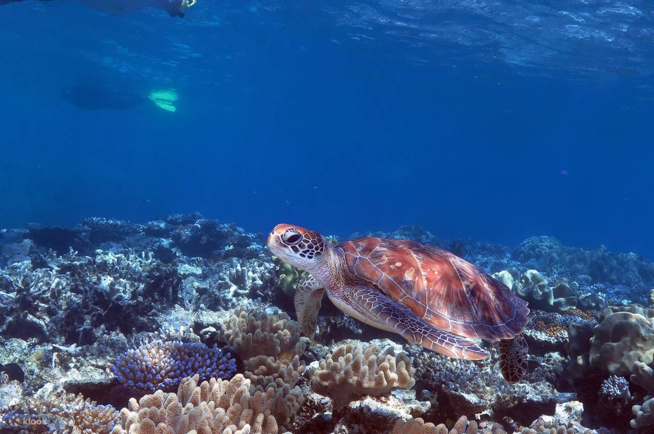 Great Barrier Reef-Abenteuer ab Cairns - Klook, Vereinigte Staaten