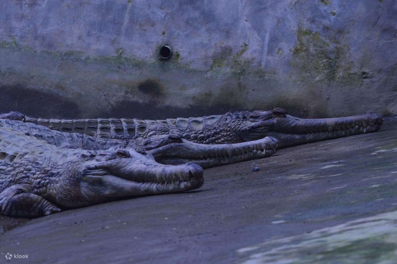 Pematang Siantar Zoo Ticekt - Klook Estados Unidos