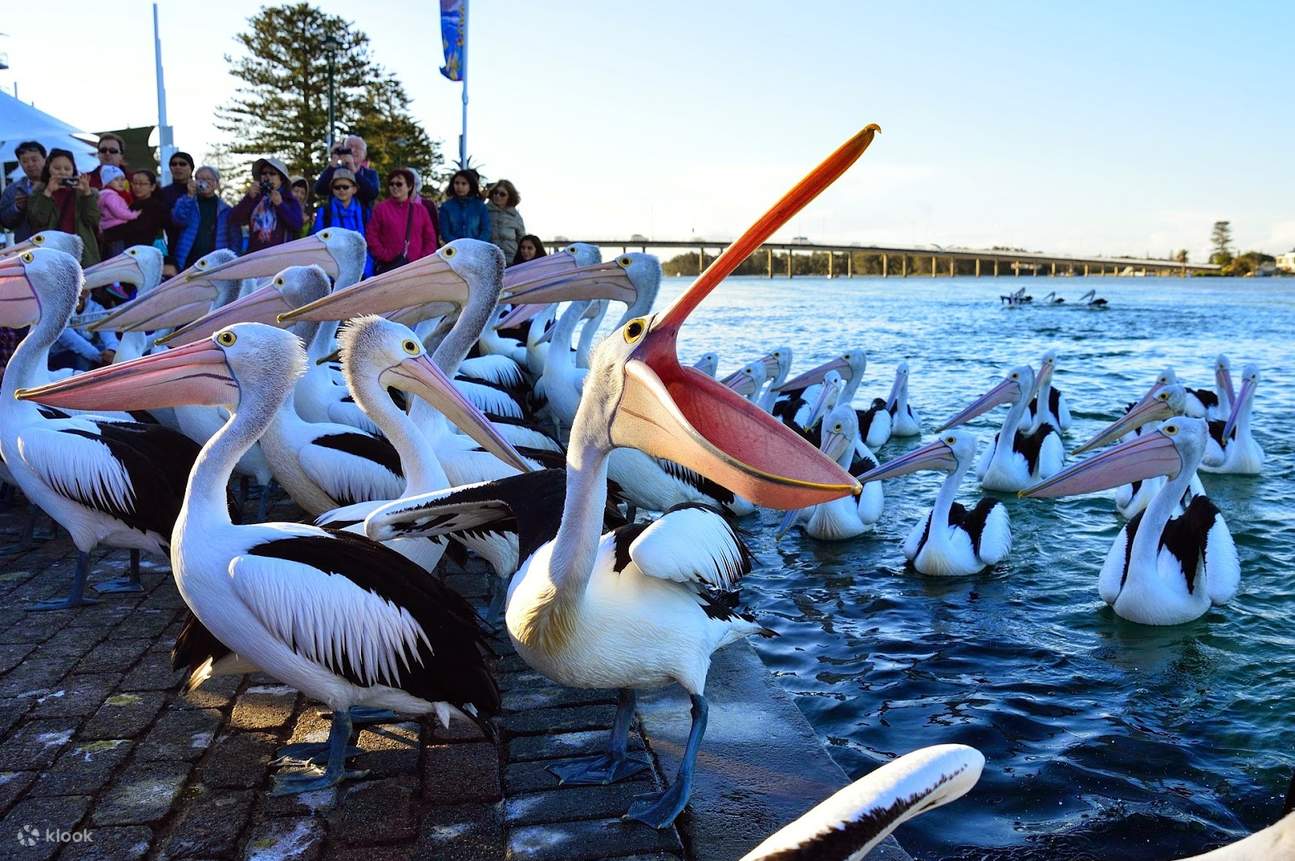 Tour di un giorno nella Hunter Valley da Sydney - Klook Stati Uniti