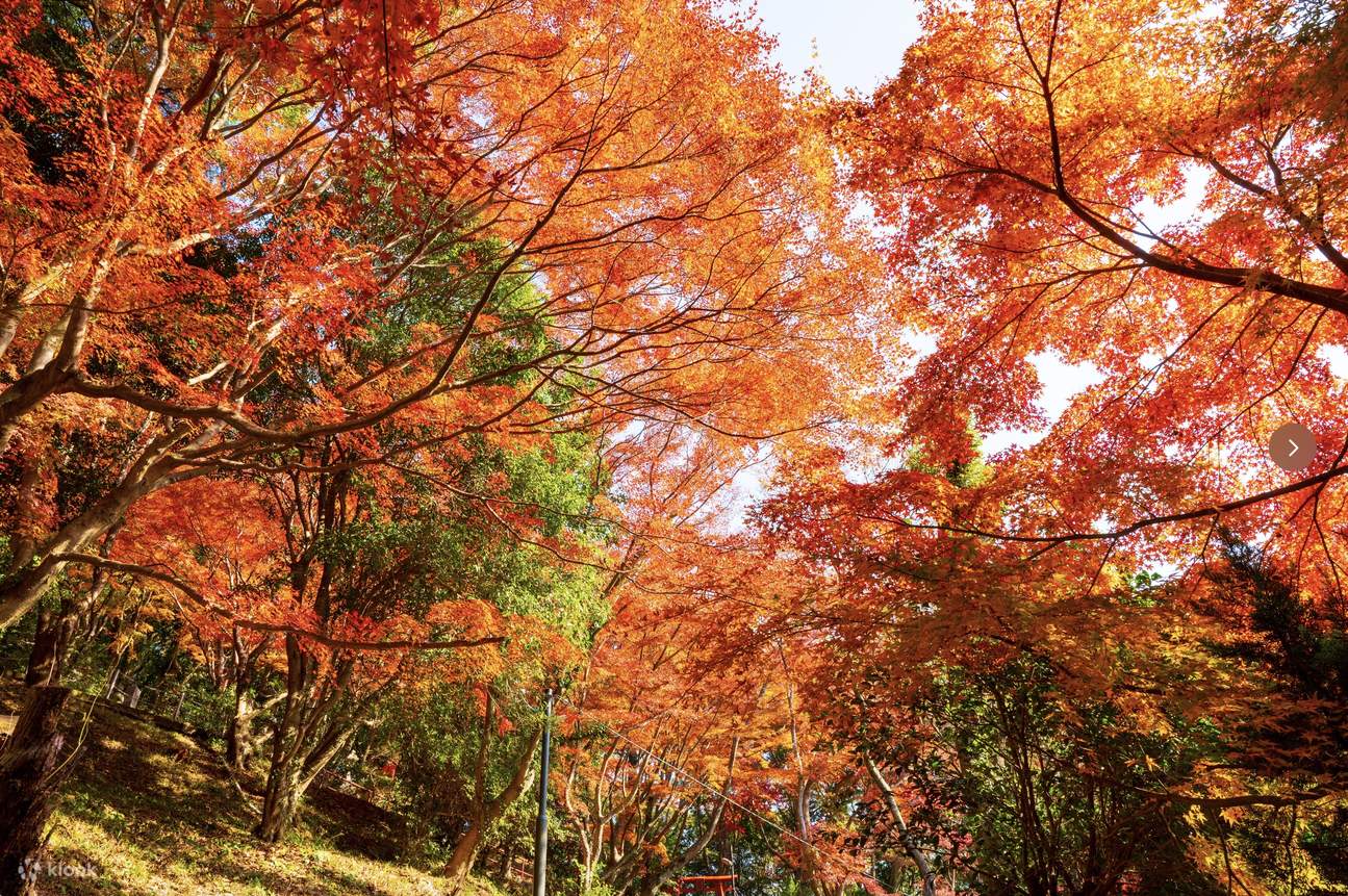 [Autumn Limited] Kyushu Saga Maple Viewing Day Tour | Dazaifu + Kyu-nen ...