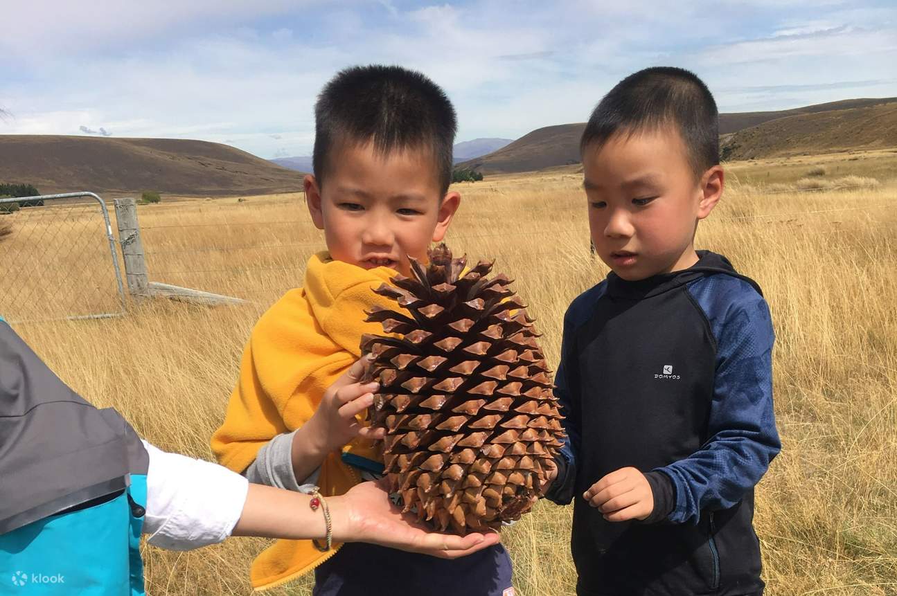Lake Tekapo Farm Tour - Klook Singapore