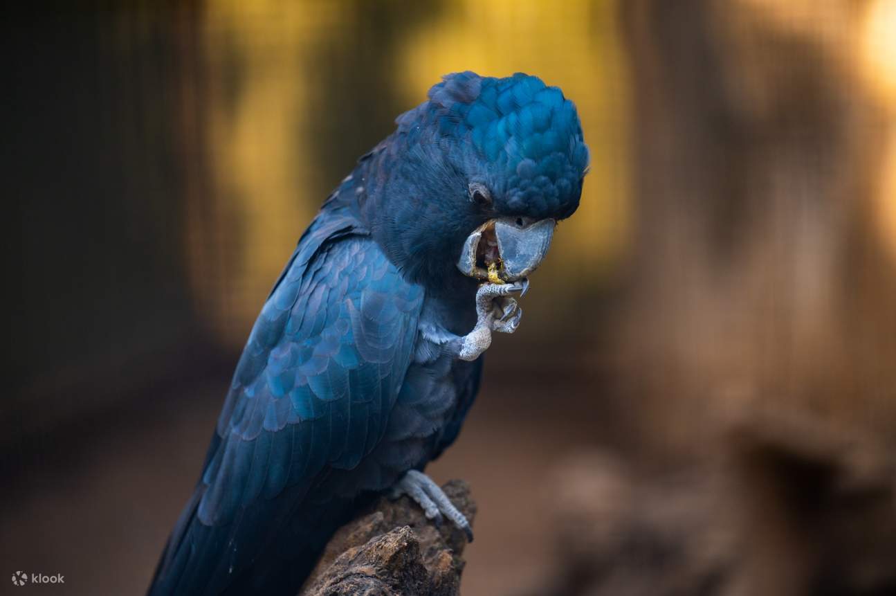 Featherdale Wildlife Park Ticket in Sydney - Klook Australia