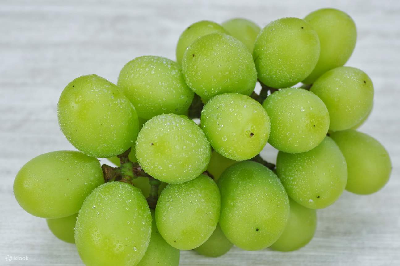 Shine Muscat Picking & Kurashiki Bikan 1 Day Bus Tour from Osaka - Klook