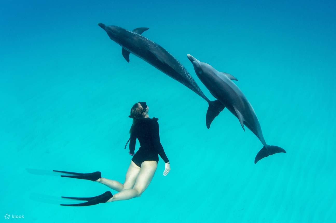Dolphin House Reef Snorkeling Sea Trip With Transfer - Marsa Alam ...