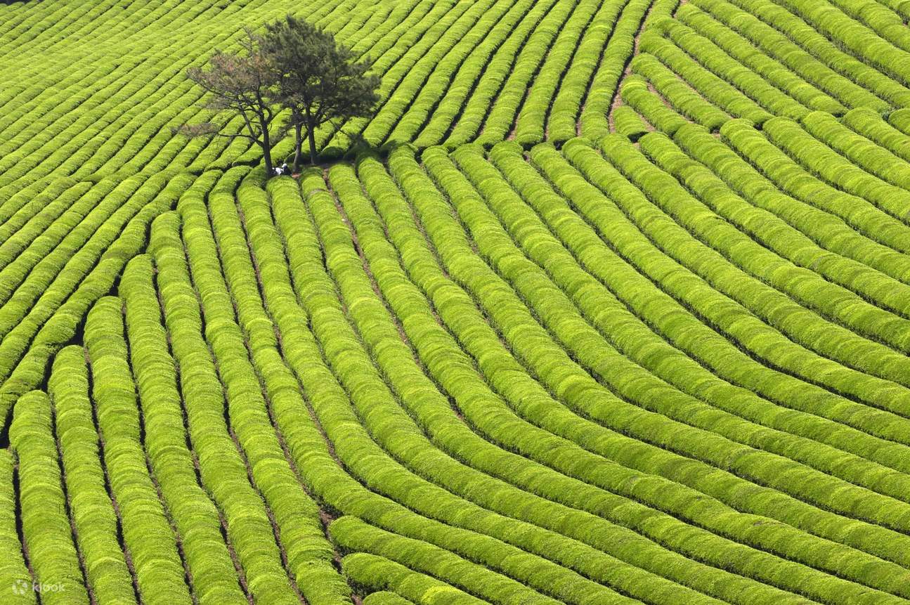 Discover Korea Tour from Seoul - Klook United States