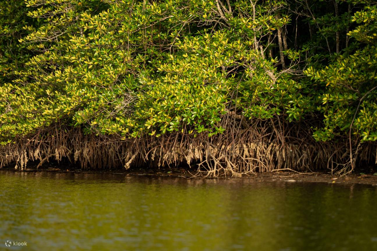 Mengkabong Mangrove River Day Tour - Klook