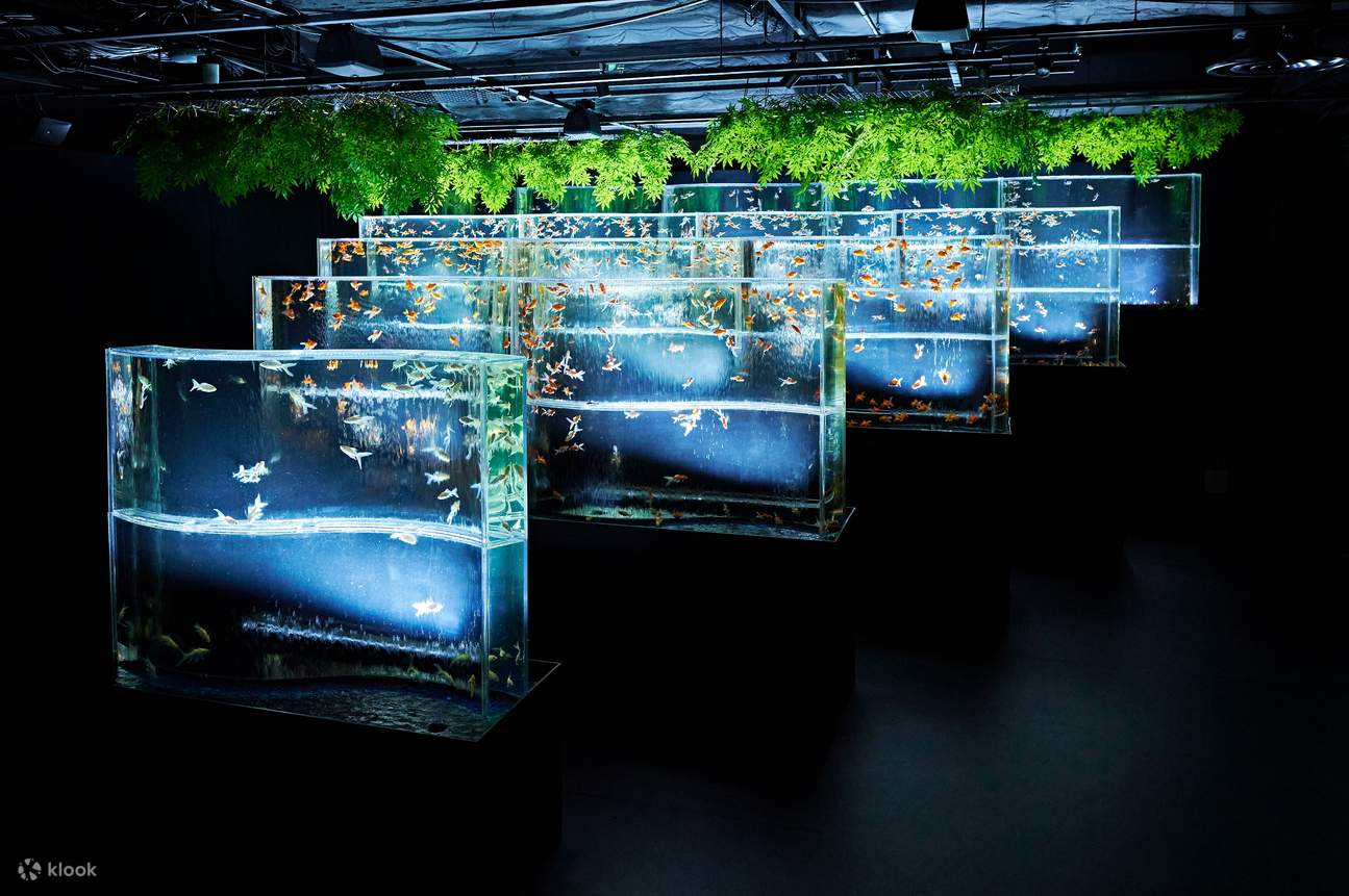 Art Aquarium Museum GINZA Admission Ticket - Klook United States