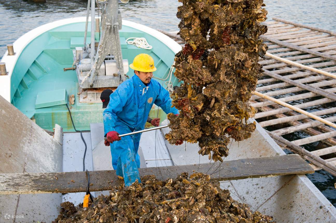 Witness Hiroshima Oyster Harvest & Interact with Local Oyster Farmer ...