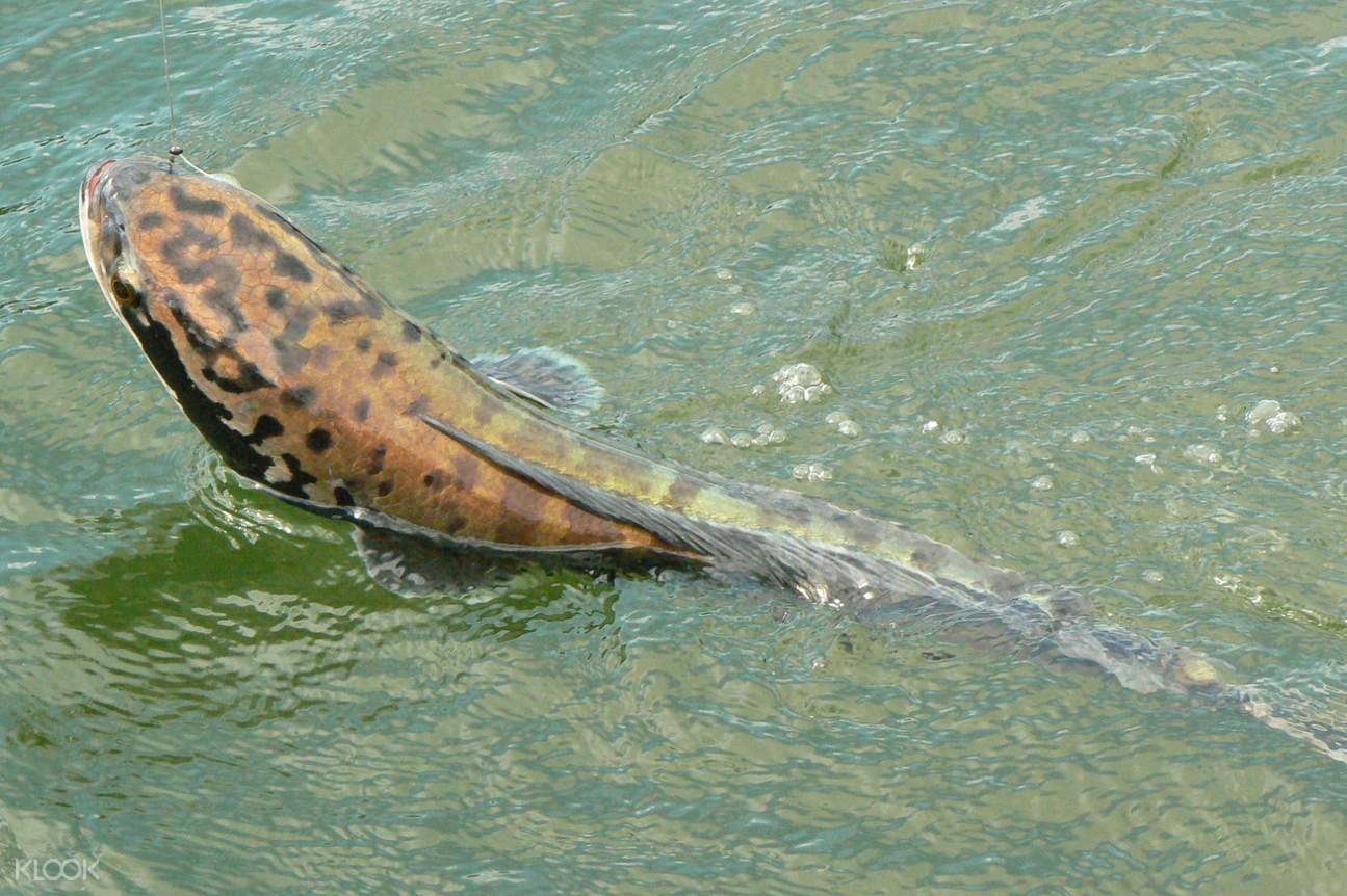 Royal Belum State Park Chase the Toman Fishing Experience in Perak ...