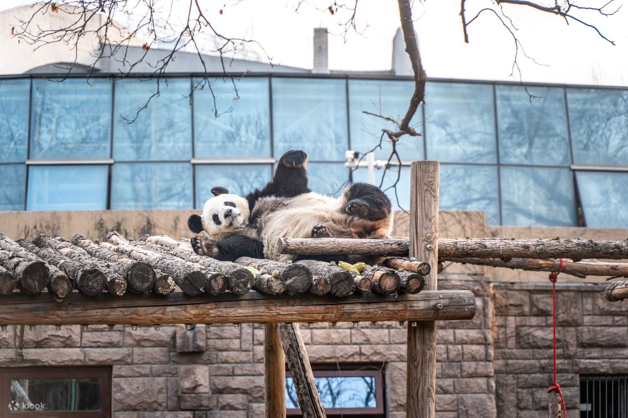 Olympic Park & Central Academy of Fine Arts and Museum Chartered Tour ...