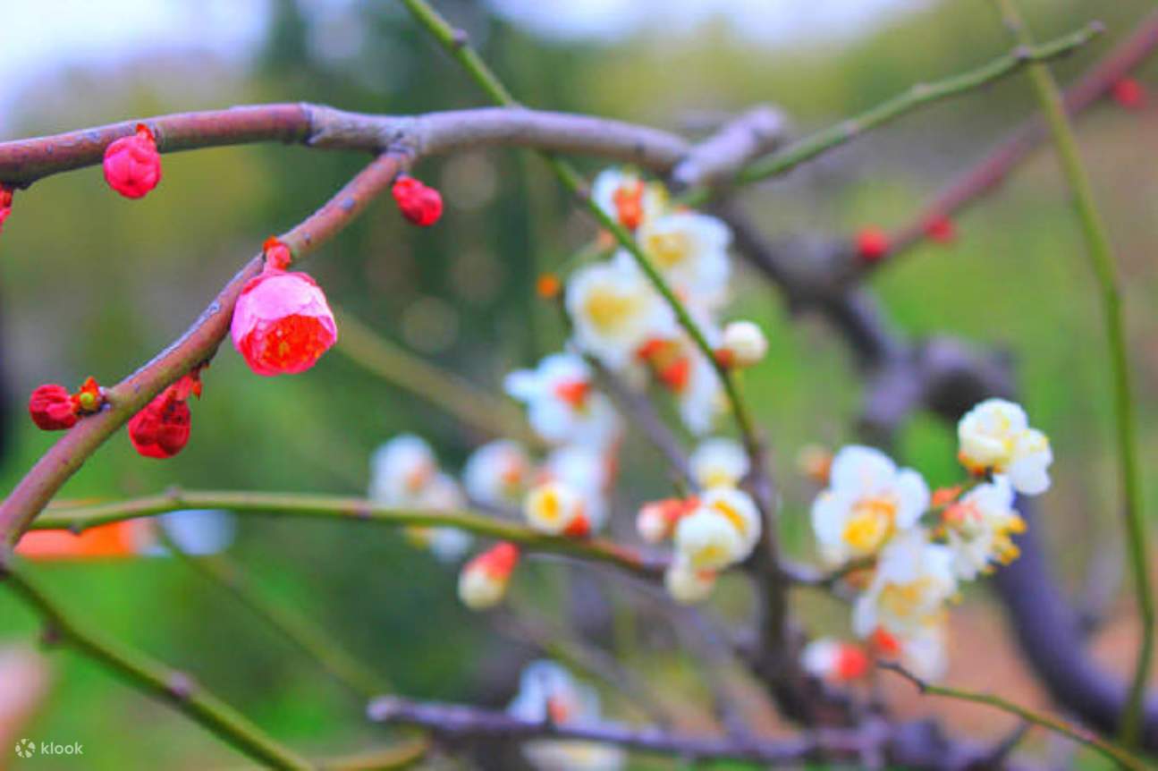 Shanghai Haiwan National Forest Park - Klook