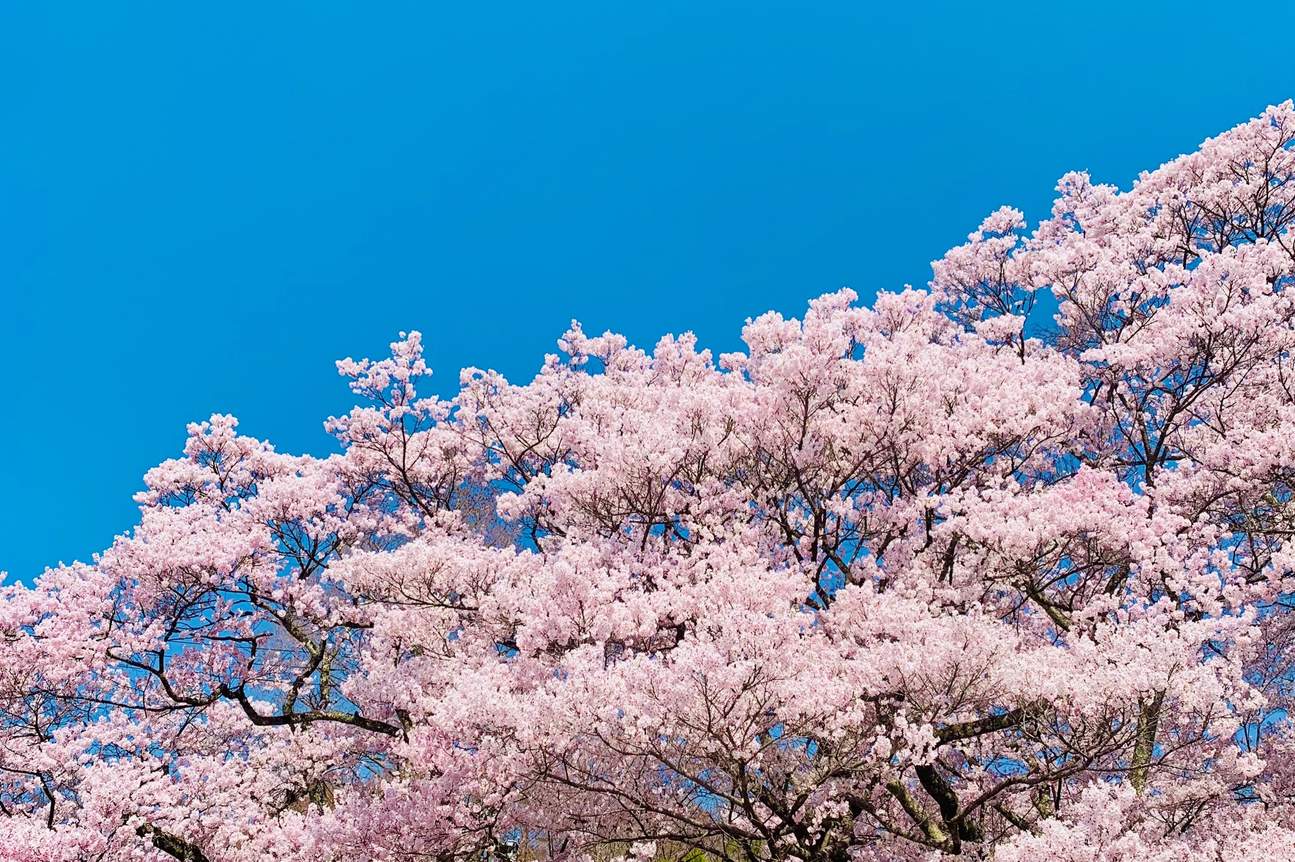 Takato Castle Park and Ena Gorge Cherry Blossom Viewing Day Bus Tour ...