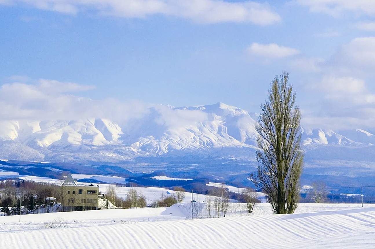 Hokkaido Winter Full-Day Tour | Penguin Walk, Platinum Blue Pond ...