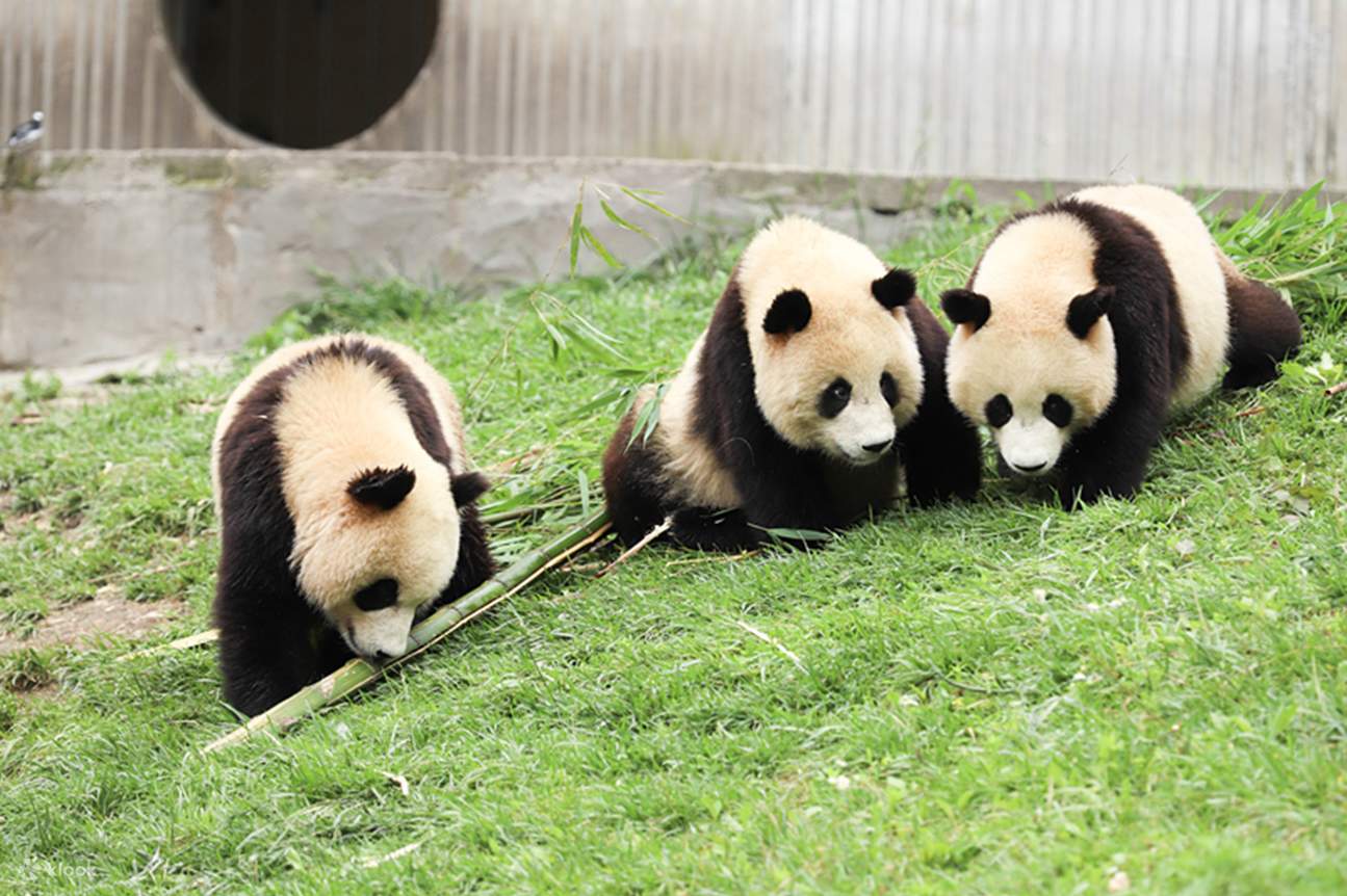 Chengdu Panda Base & Leshan Giant Buddha One Day Join-in Group Tour ...