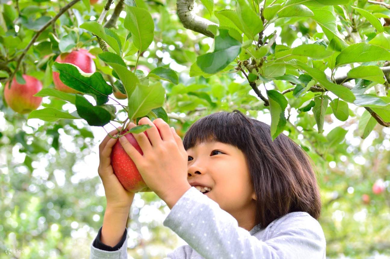 Half Day Nagano Fruit Picking & Art Culture Tour (from Obuse) - Klook ...