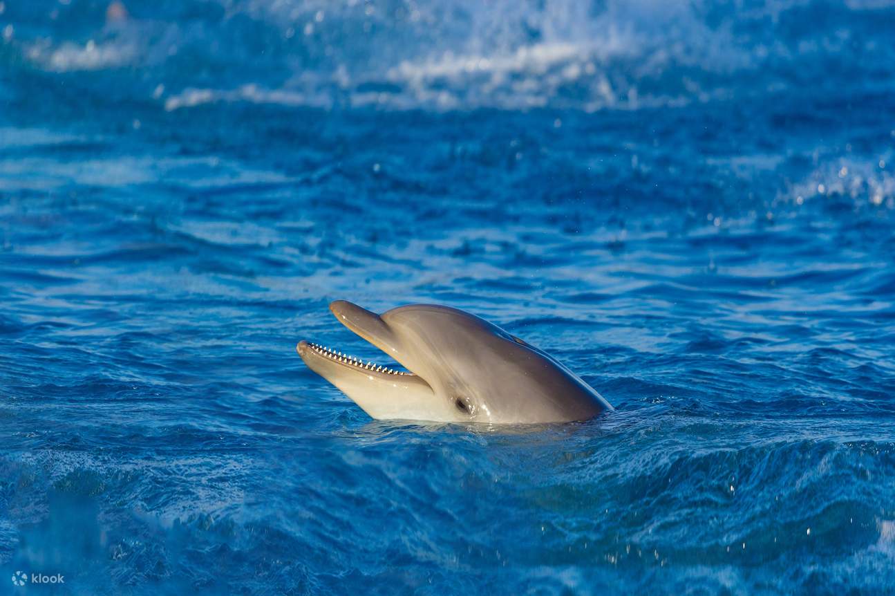 Dolphin House Reef Snorkeling Sea Trip With Transfer - Marsa Alam - Klook