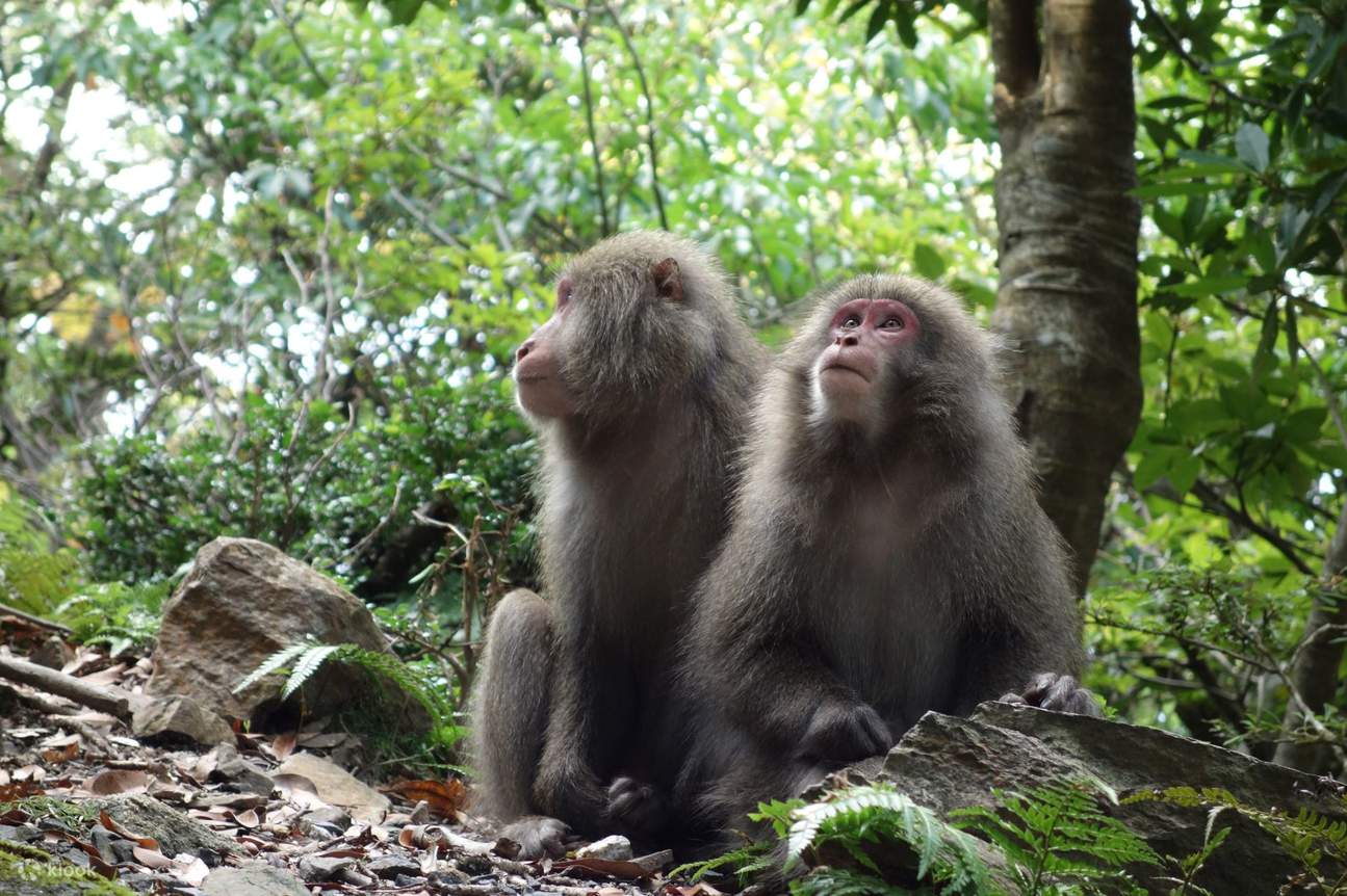 YAKUZARU Sightseeing Bus: Yakushima Island Full Day Tour - Klook