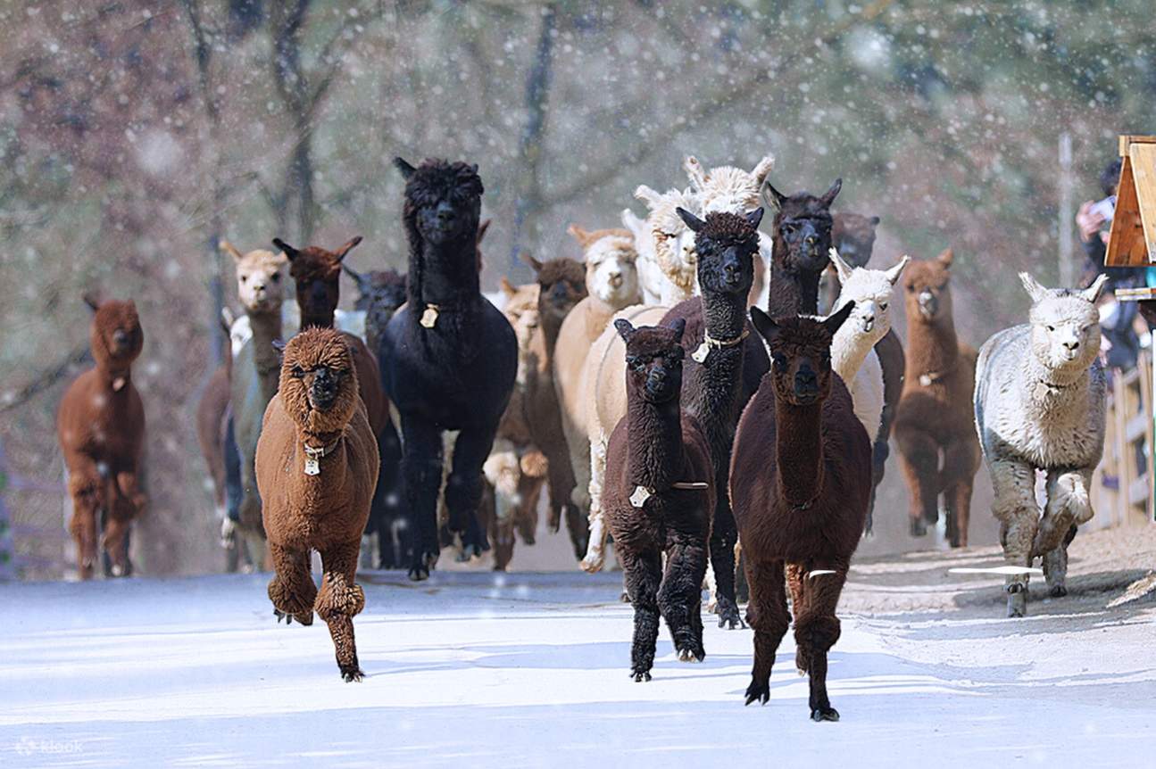 Eobi Ice Valley & Alpaca & Strawberry & Nami & Lighting Festival ...