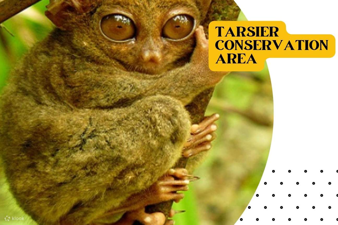 Explore the Best of Bohol: Countryside Tour to Chocolate Hills, Tarsier ...