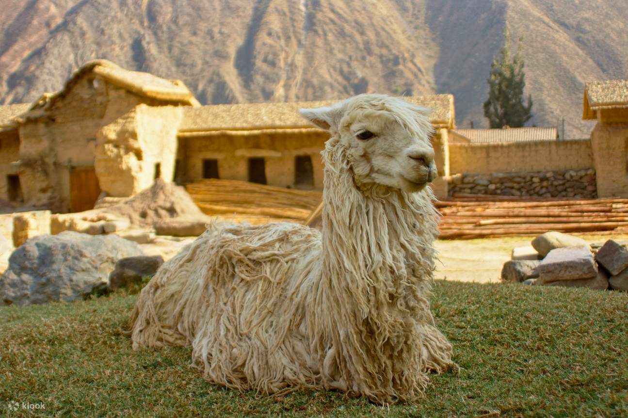 5-Day Cusco Sacred Valley, Machu Picchu, and Rainbow Mountain Adventure ...