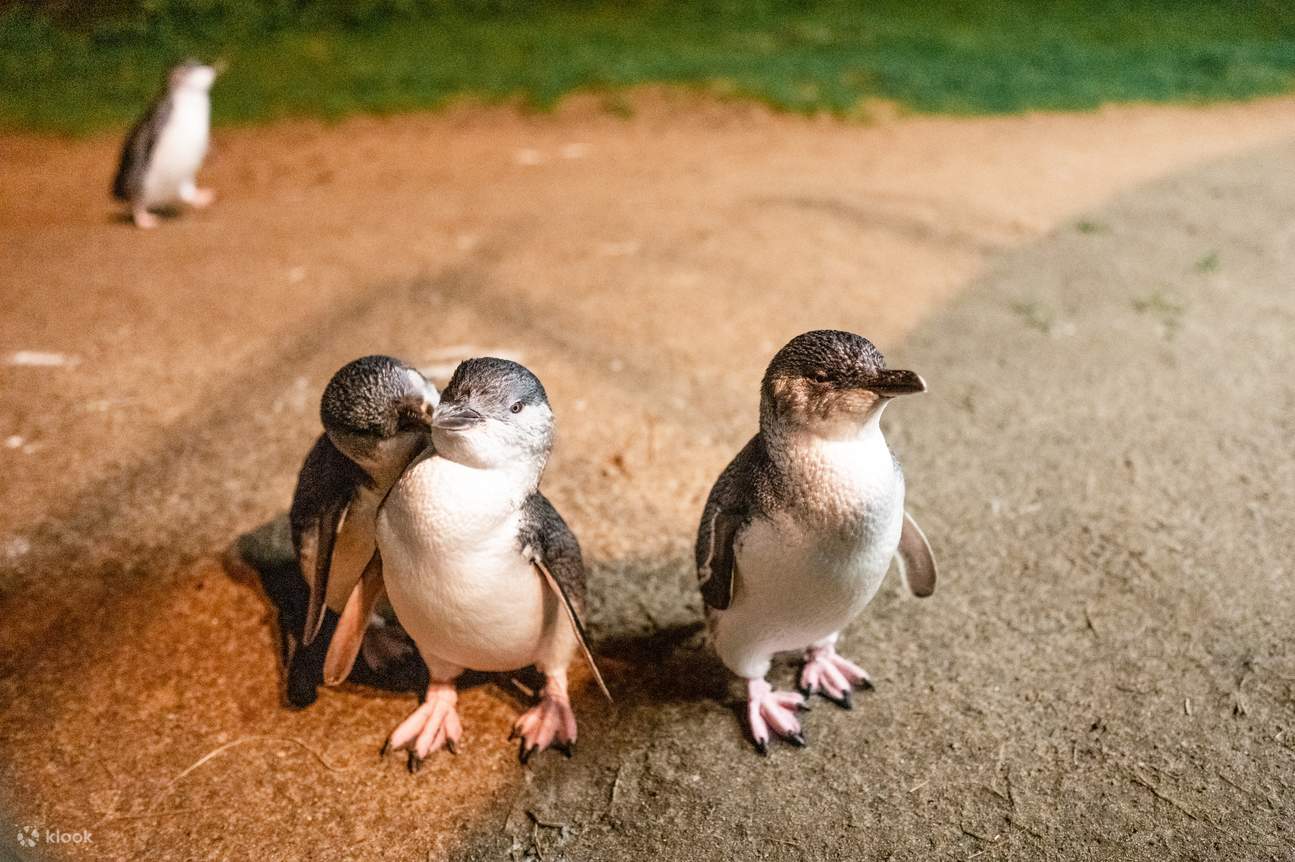 Penguin Parade, Maru Koala Animal Park e Brighton Bathing Boxes - Klook Stati Uniti