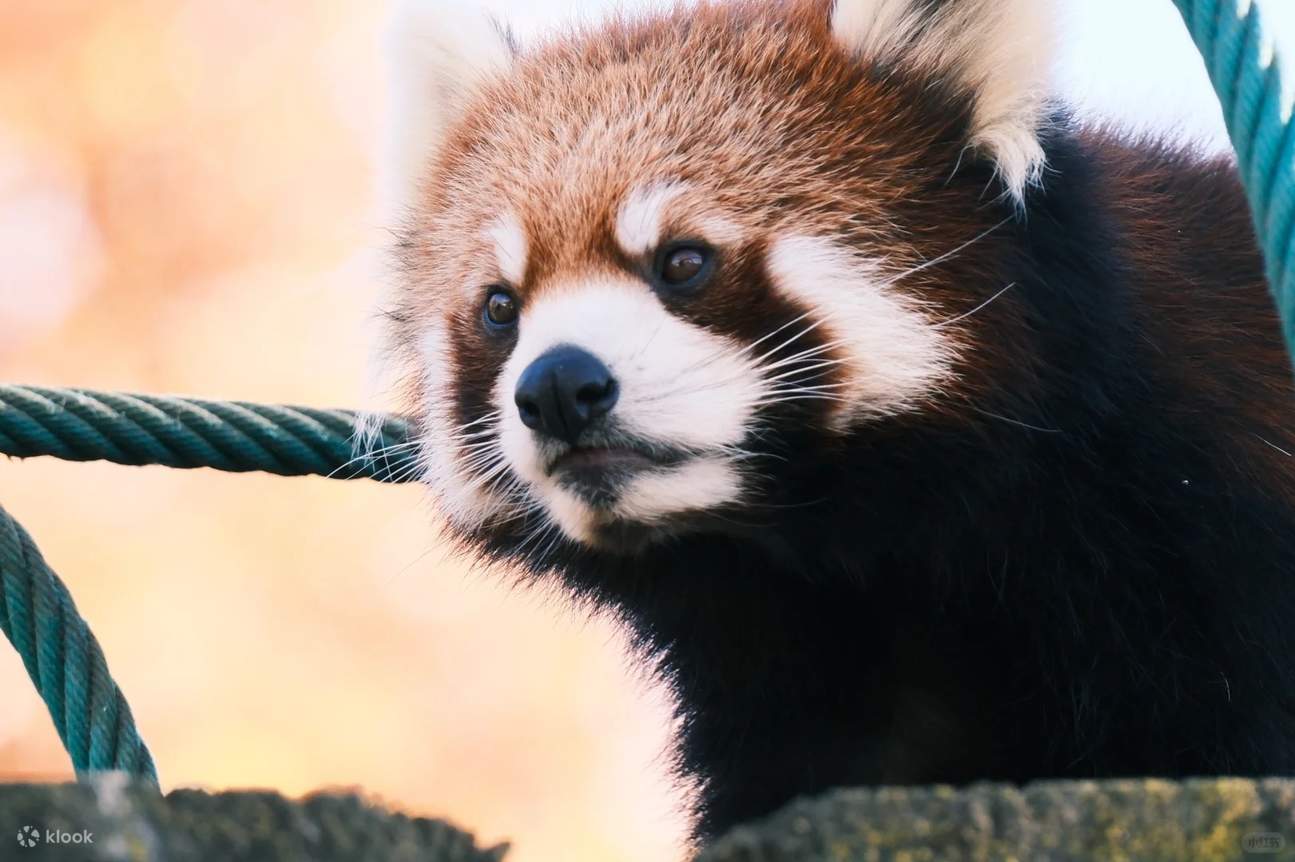 Asahiyama Zoo, Sounkyo Snow Festival, and Otokoyama Sake Brewery Day ...