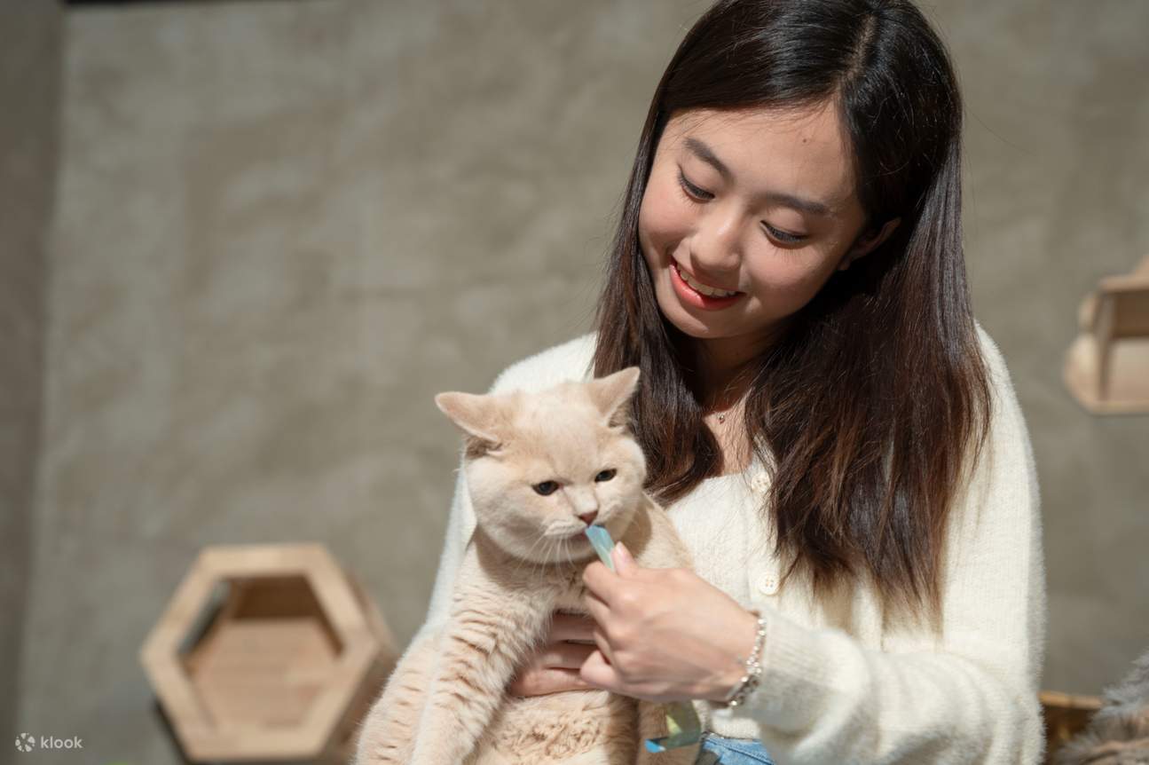 Pusat Pengalaman Kucing Kelly dan Meows di Hong Kong - Klook Amerika Syarikat